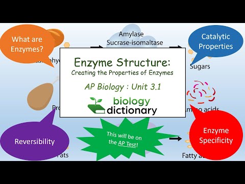 Enzyme Structure: Creating the Properties of Enzymes | AP Biology 3.1