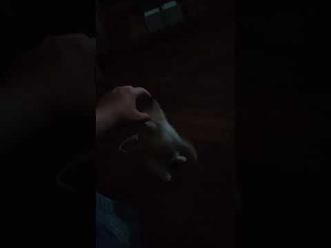 playing with my new kitten peaches