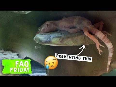 The Importance of Quarantining New Reptiles | FAQ FRIDAYS