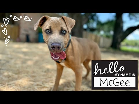 Dog for adoption - McGee sweet and cute as can be, a Pit Bull Terrier ...