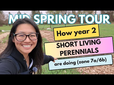 Mid Spring flower tour: How year 2 perennials are doing (zone 7a)