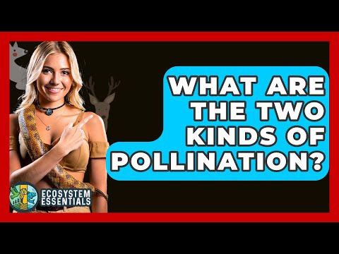 What Are The Two Kinds Of Pollination? - Ecosystem Essentials