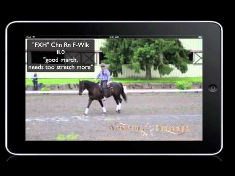 USEF Western Dressage Basic Test #1 What does 80.174 look like?