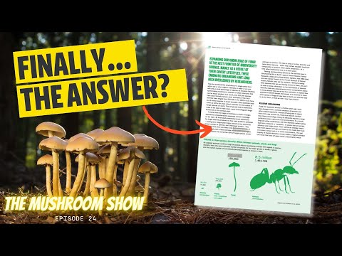 How Many Species Of Mushrooms ACTUALLY Exist?? (The Mushroom Show Episode 24)