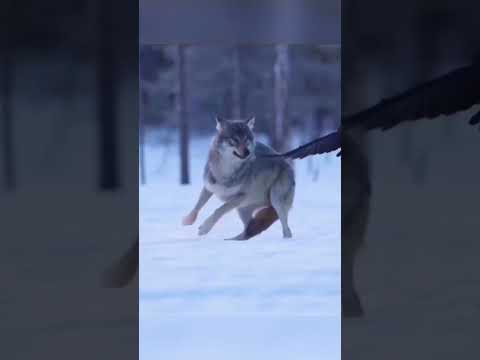 leadership Wolf 🐺 #viral #shorts #ytshorts #facts #factsinhindi
