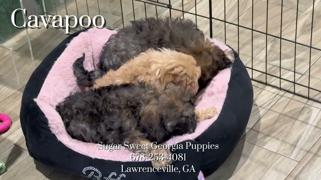 Cavapoo Puppies For Sale Now