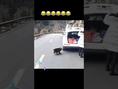 Animals Are Jerks!🤭😅 #Shorts #Funny # FunnyAnimals