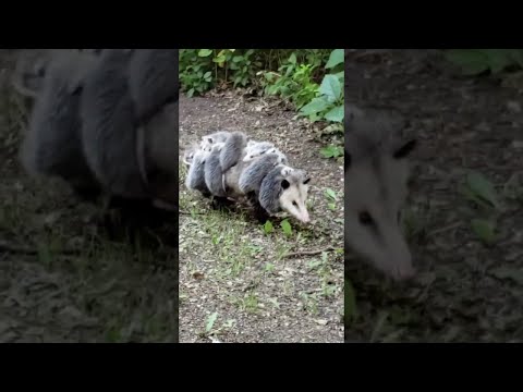 Opossum Mom Carries Babies on Her Back || ViralHog