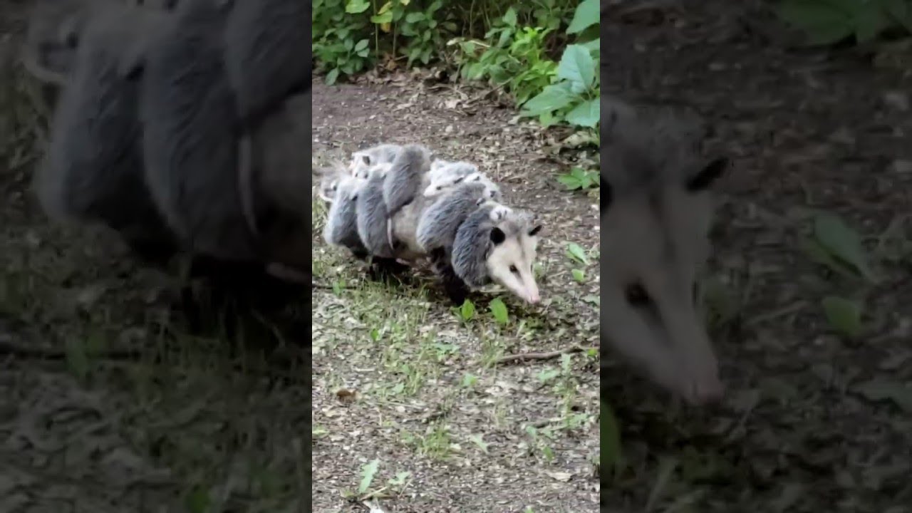 Opossum Mom Carries Babies on Her Back || ViralHog