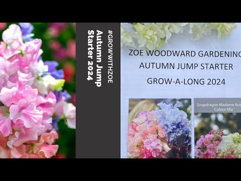 Anemones, Ranunculus & Ranunculus Butterfly 2024 (Free with 2 packets ...