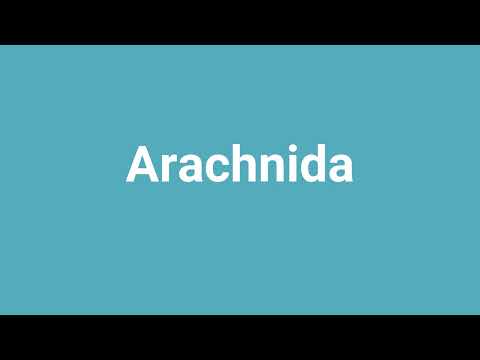 'Arachnida' Meaning and Pronunciation