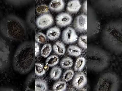 Basil Seeds Soak in Water #timelapse #shorts