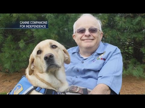 How service dogs help veterans cope with stress