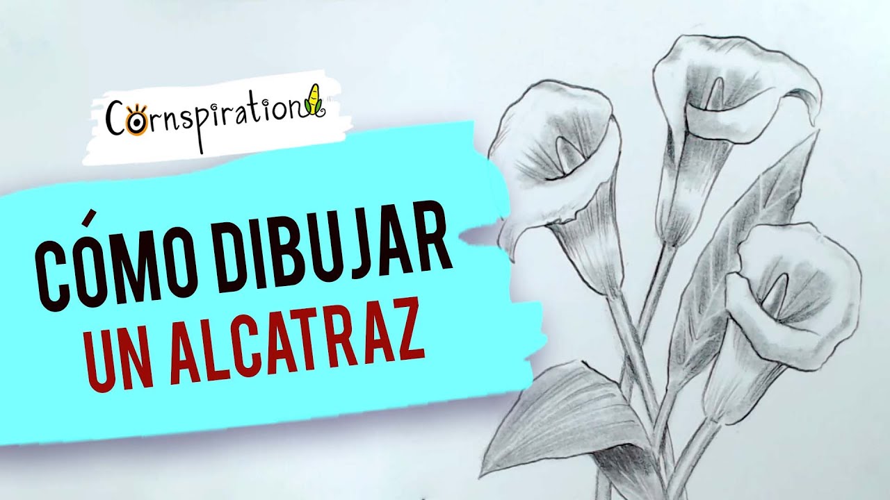 Cómo dibujar un Alcatraz ✏👩‍🎨🎨👨‍🎨