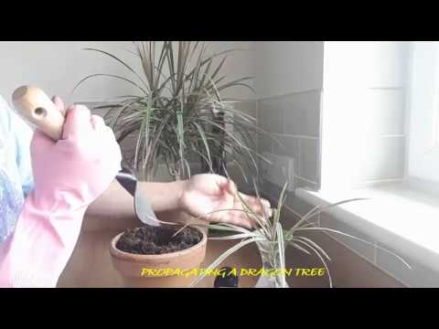 How to propagate a Dragon Tree | Dracaena Marginata