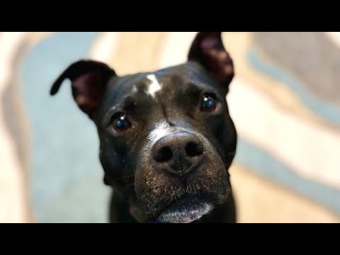 Dog for adoption - Banjo Riddle Sweet Eyes silly ears, a Pit Bull ...