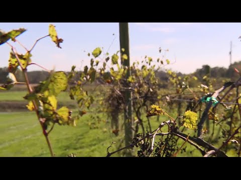 Tecumseh's Black Fire Winery is Michigan's first Black-owned vineyard