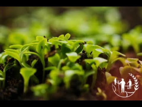 Soil A Source of Healthy Life