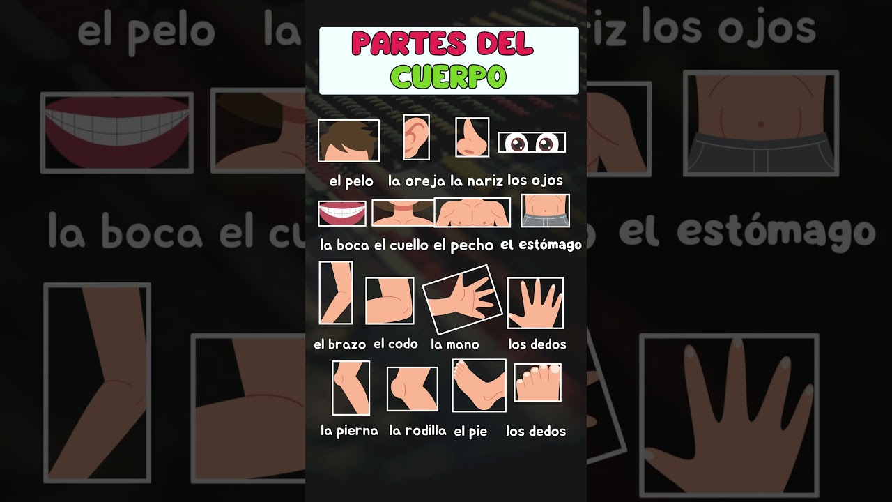 Learn Body Parts in Spanish | Partes del Cuerpo Song 🎶