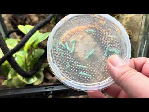 How to totally not unalive your Cuban false chameleon anole. Bearded anole basic care video.