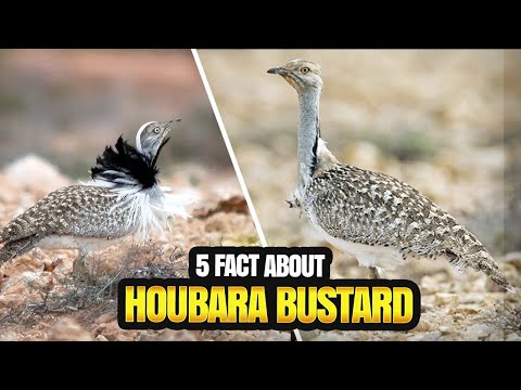 THE HOUBARA BUSTARD: A RARE AND REGAL BIRD REVEALED IN 5 FACTS