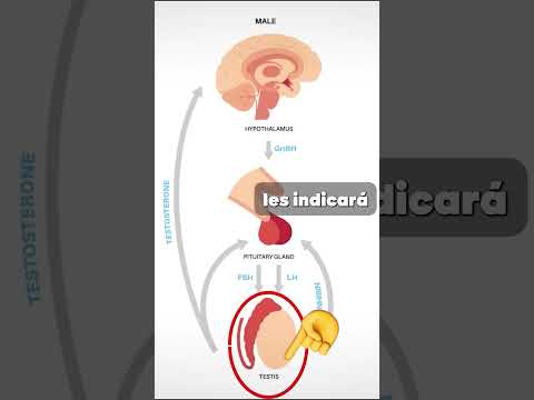 Cómo se hace la TESTOSTERONA