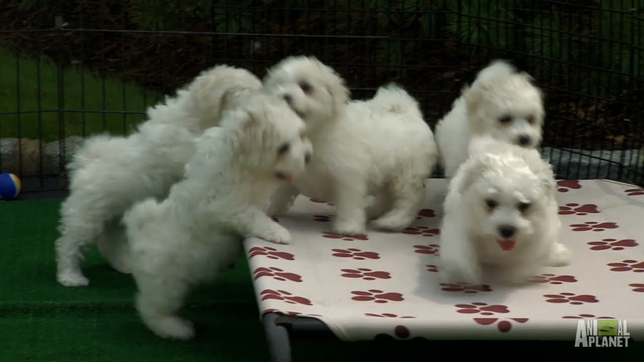 Fluffy White Pups | Too Cute!