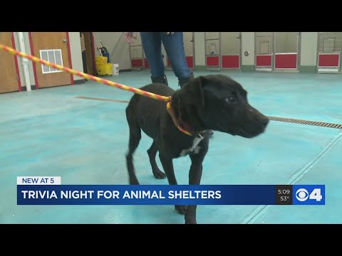 'New Years for Strays Trivia Night' set to kickoff Friday