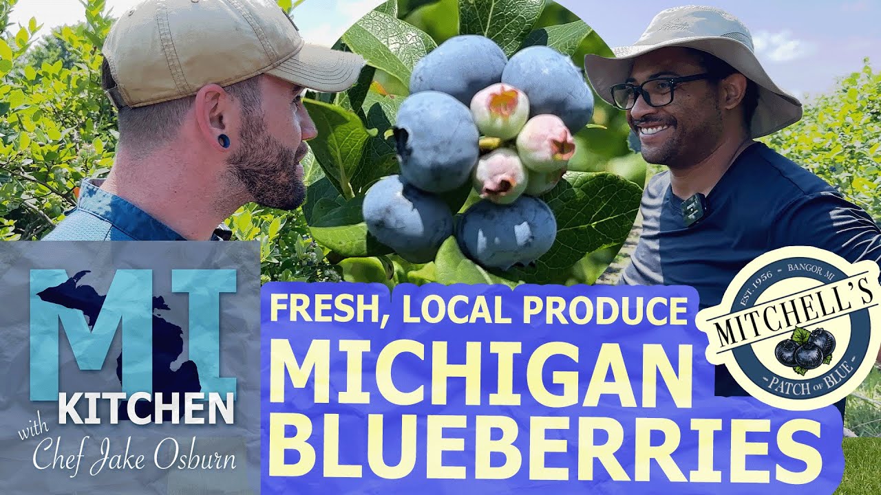 Michigan Blueberries: From Farm to Fridge | Organic Harvesting, Sorting & Food Safety