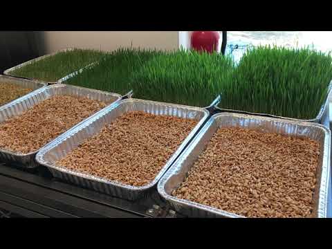 Growing Sprouts for Chickens (Progress)