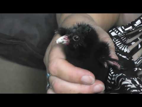 Pukeko gets a New Life (Woody moves on)
