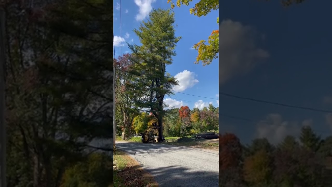 CAT 259D cutting large pine