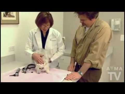 When do we need to seek veterinary advice?