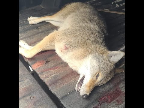 2/13/21 Coyote Hunt. Thermal / Night Vision 2 Coyotes Big Male