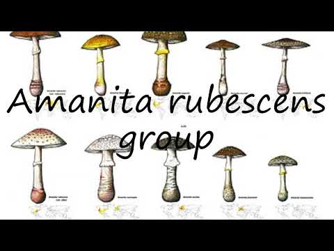 How to pronounce Amanita rubescens group in English?