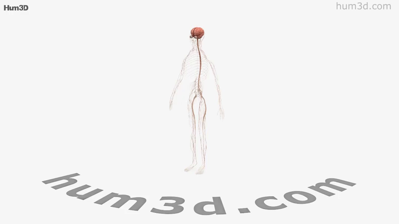 Human Nervous System 3D model by 3DModels.org