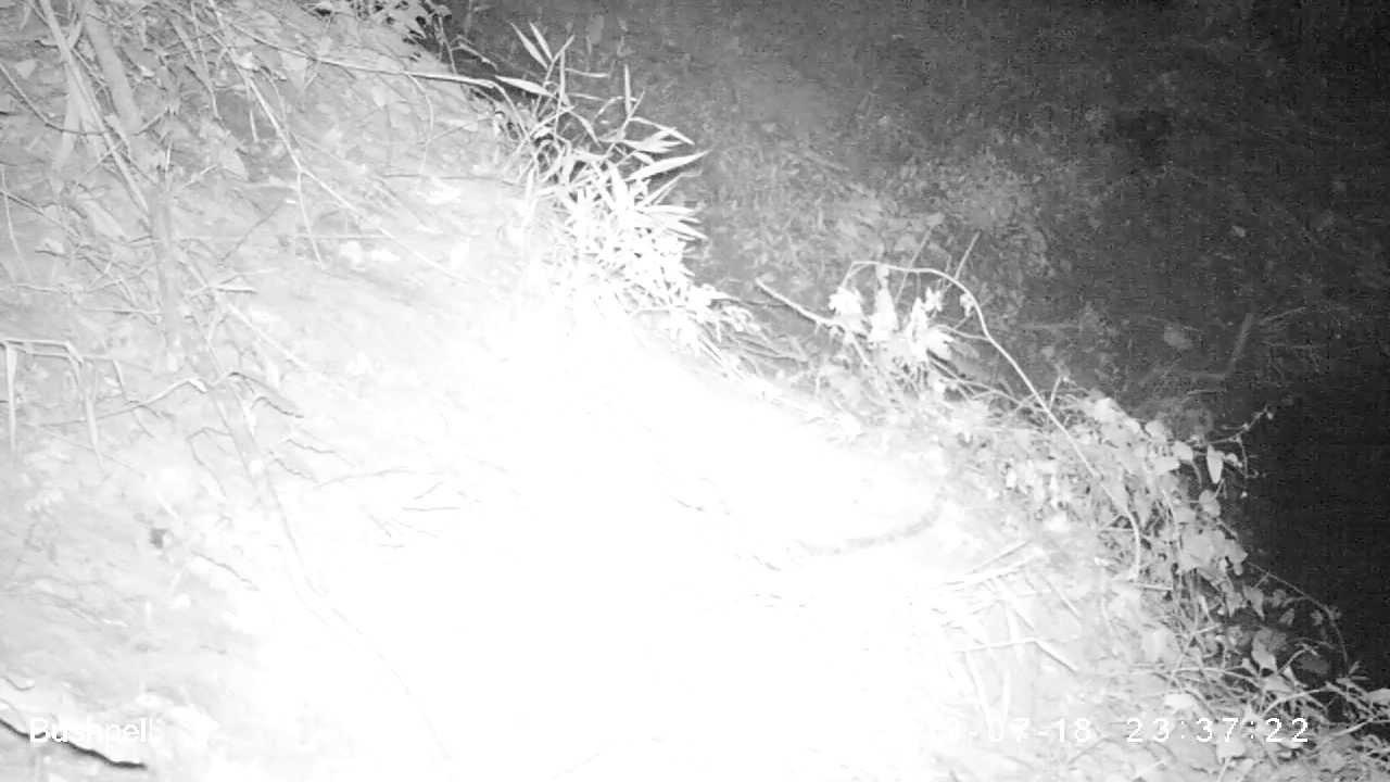 Bobcat, Kiamichi River, Pushmataha County, Oklahoma close-up at night