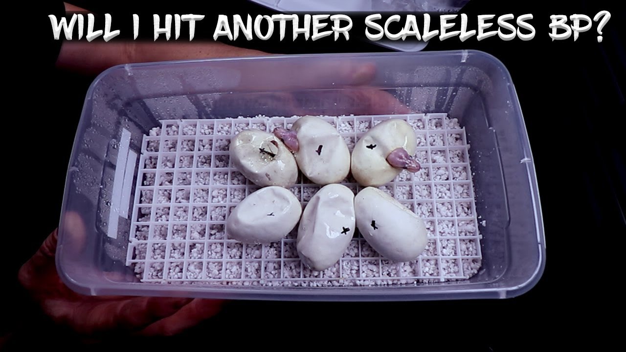 Ball Python Egg Cutting!  Will I Hit Another Scaleless BP?