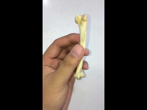 Cat Humerus