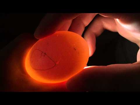 CANDLING GOOSE AND CHICKEN EGGS DAY 3