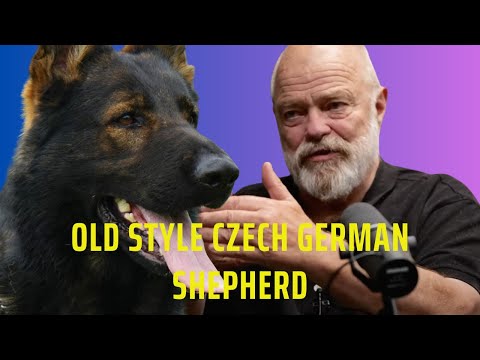 The Old-School Czech German Shepherd: A Return to Roots