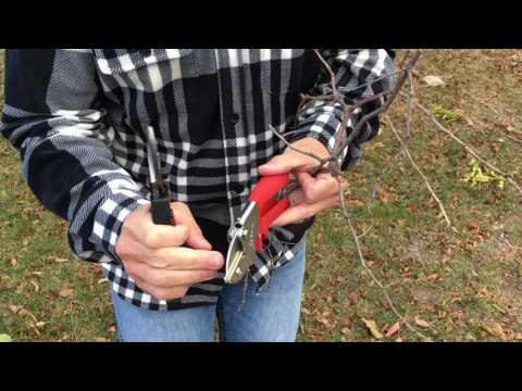 Bypass Pruners vs. Anvil Pruners