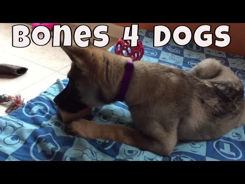 raw bones for dogs - raw bones for puppies