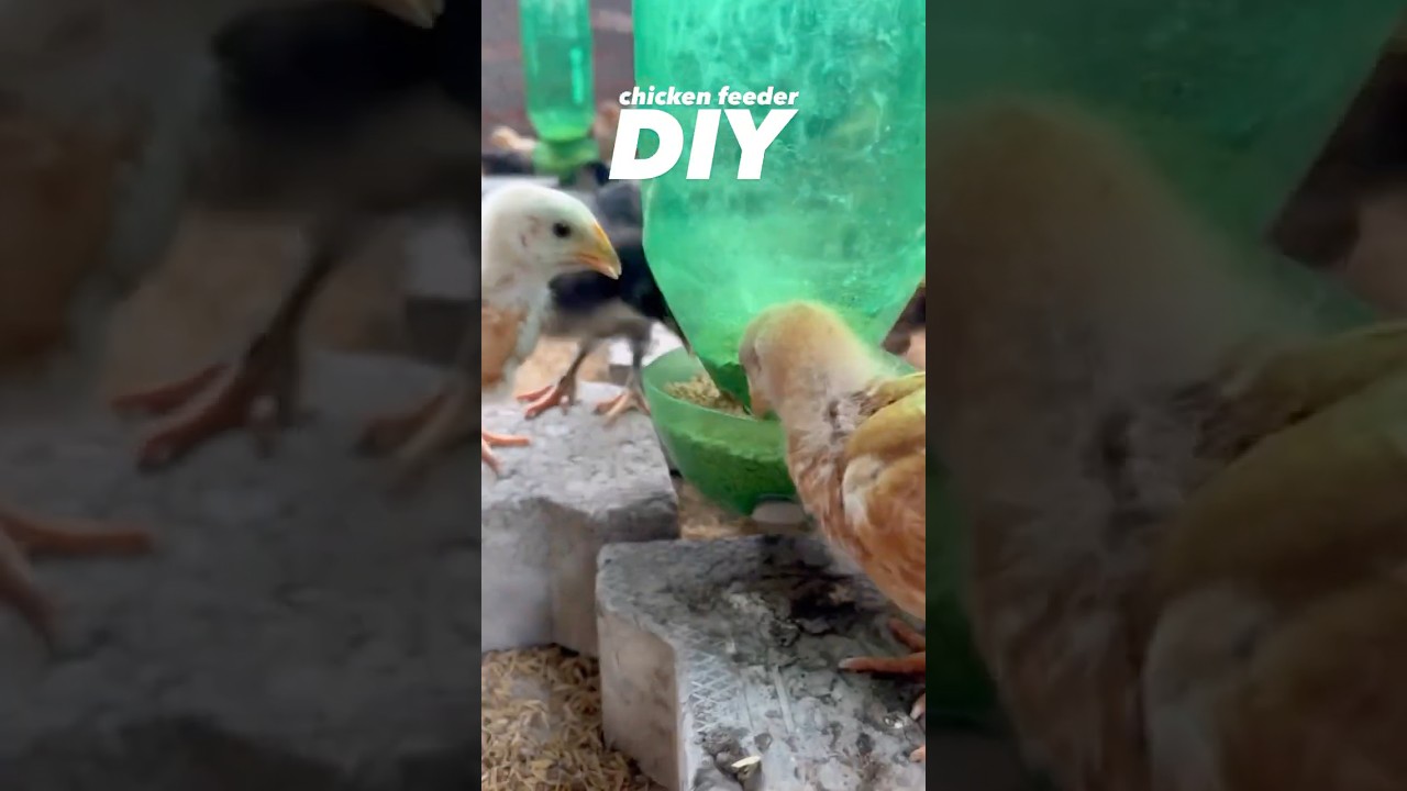 DIY chicken feeder #feeder #chickenfeeder #diy #chikenfarm  #feeding #chicksfeed #chickcare