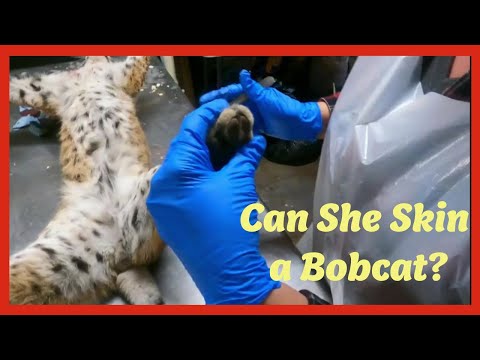 How a Taxidermist Skins a Big Bobcat