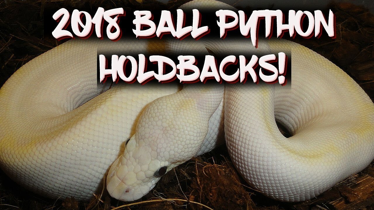 2018 Ball Python Holdbacks