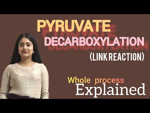 Pyruvate decarboxylation (Link reaction) mechanism
