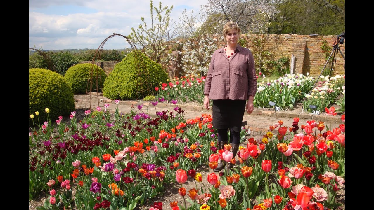 Sarah's favourite tulip groups