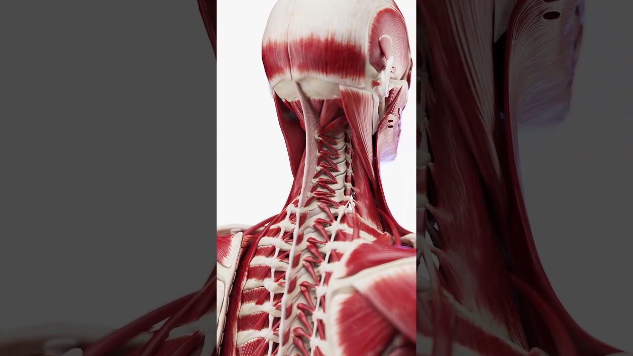 Muscle anatomy of the neck  #anatomy #meded #3dmodel