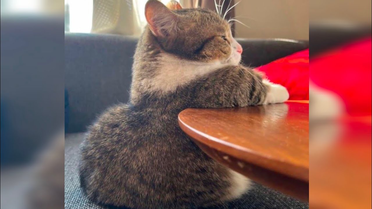 when your pet cat is smarter than you think 🥲
